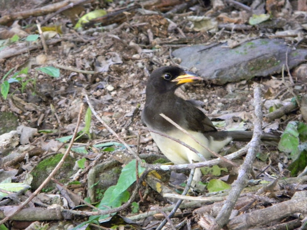 chara papán - Brown Jay | Project Noah