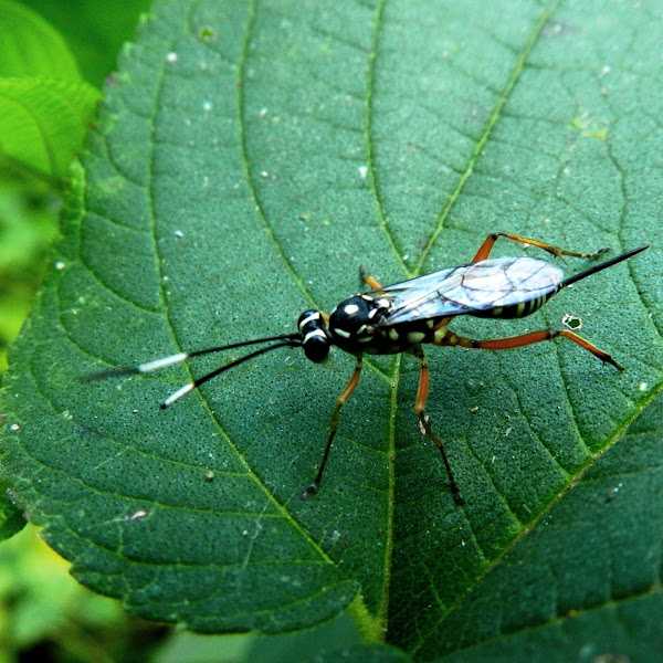 Lemon tree borer | Project Noah