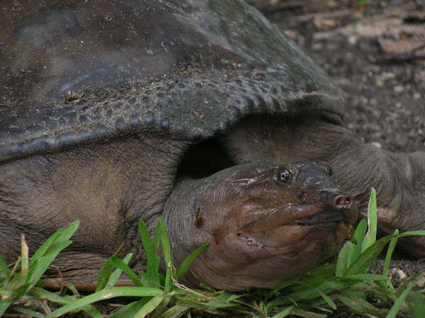 eastern spiny softshell turtle | Project Noah
