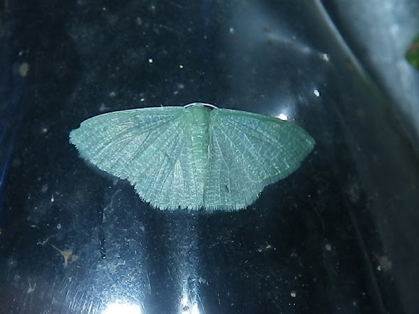 Large Emerald | Project Noah