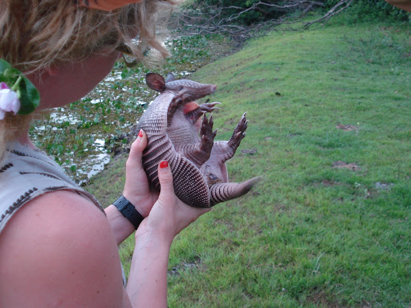 Nine-banded Armadillo | Project Noah