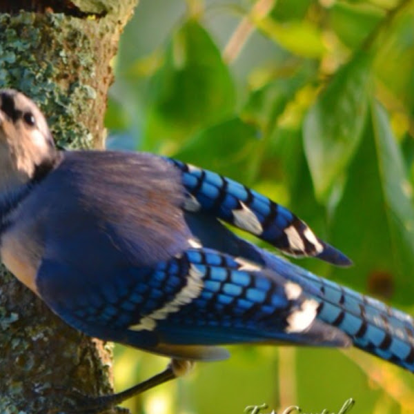 Blue Jay | Project Noah