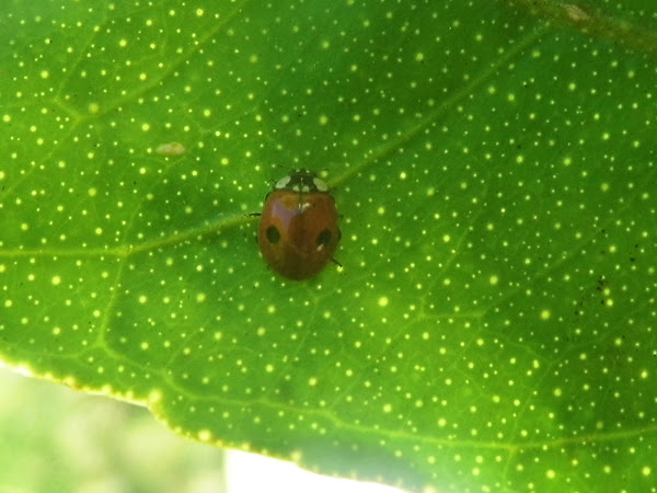 two spotted ladybug | Project Noah