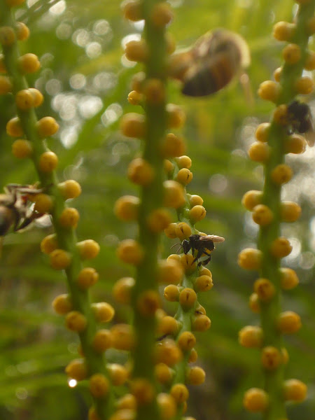 Abeja meliponini | Project Noah