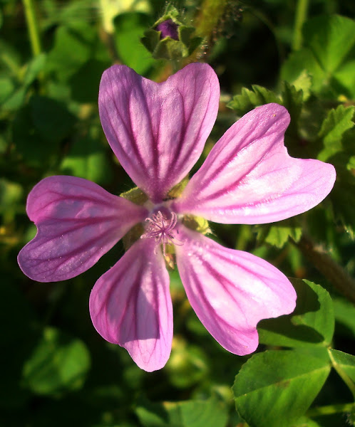 Common Mallow / Crni sljez | Project Noah