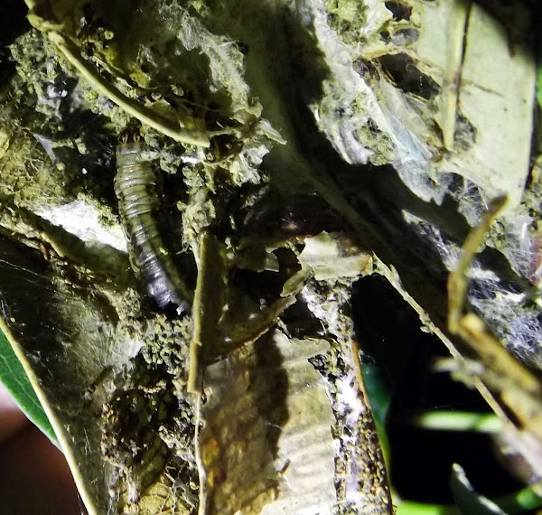 Leaf Roller Caterpillar | Project Noah