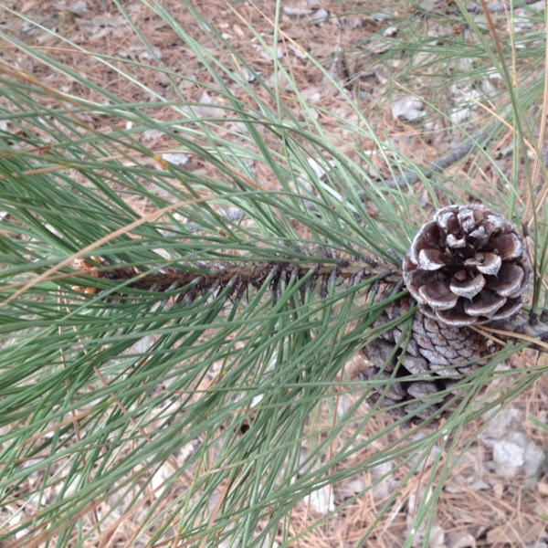 Red pine | Project Noah