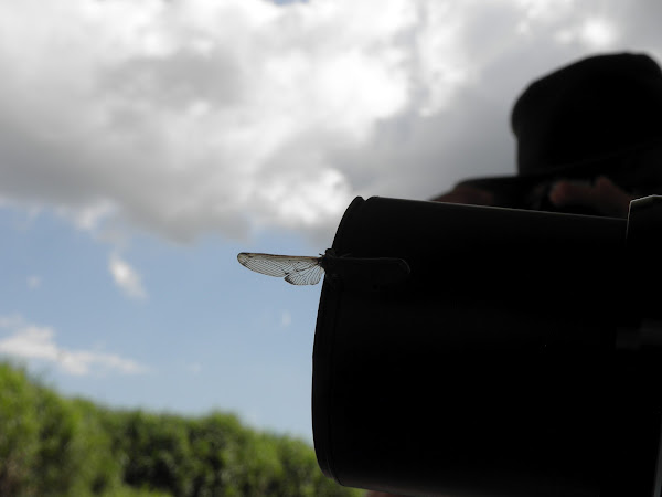 derbid Hopper | Project Noah