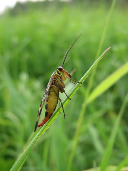 Common scorpion fly | Project Noah