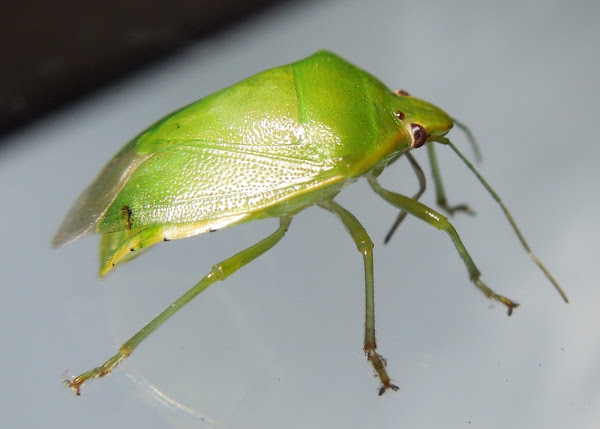 Green stink bug | Project Noah