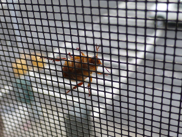 Grapevine Beetle | Project Noah