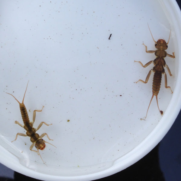 Stonefly larvae | Project Noah