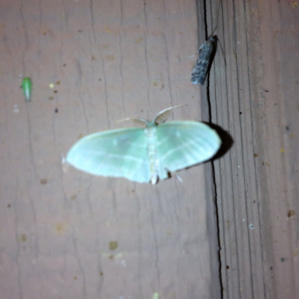 White-Fringed Emerald | Project Noah