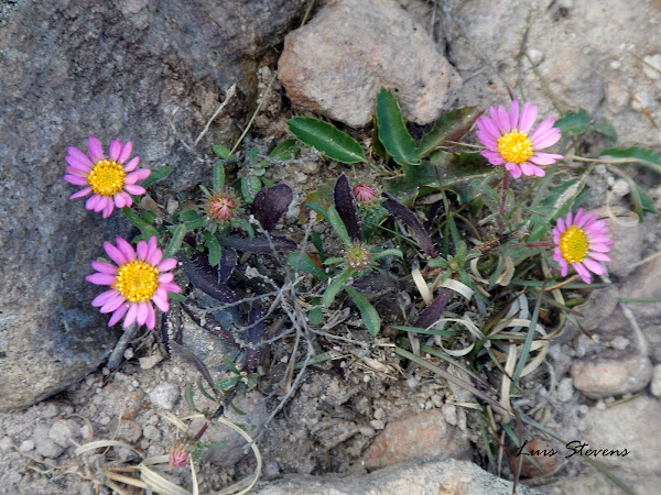 Colorado tansy aster | Project Noah