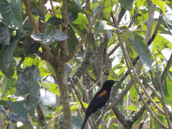 Variable Oriole | Project Noah