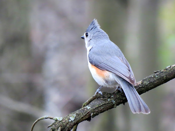 Tufted Titmouse | Project Noah