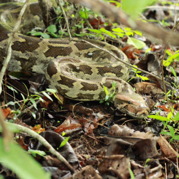 Indian Rock Python | Project Noah