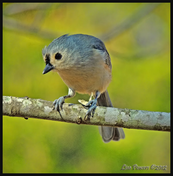 Tufted titmouse | Project Noah