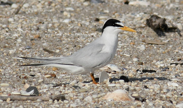 LEAST TERN | Project Noah