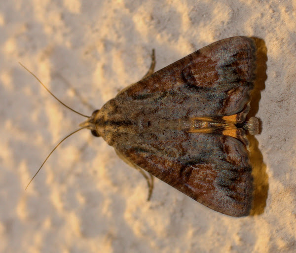 Underwing Moth | Project Noah
