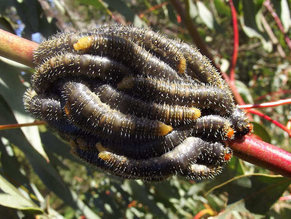 Sawfly larvae | Project Noah