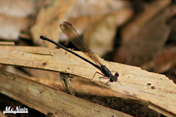 Black Dancer Damselfly | Project Noah