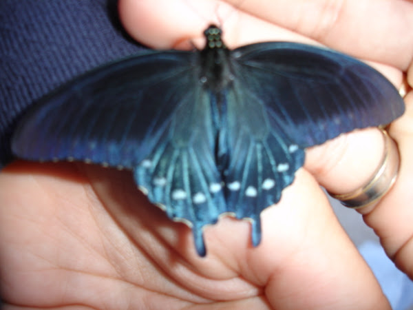 Unknown | Project Noah