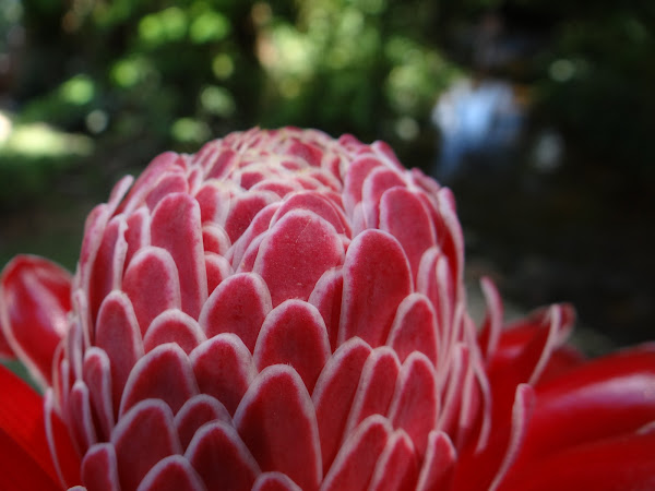 Torch Ginger | Project Noah
