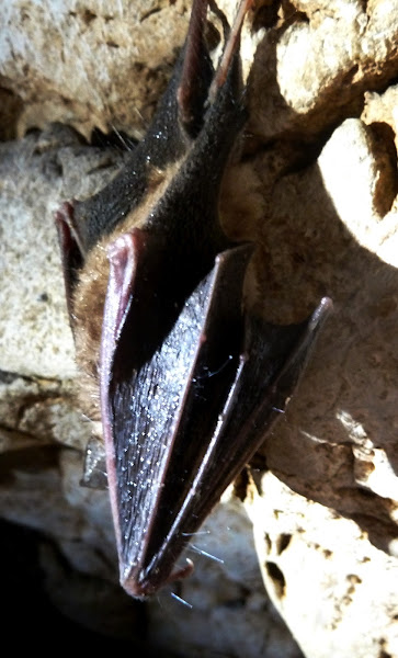 Greater Mouse-eared Bat / Veliki šišmiš | Project Noah