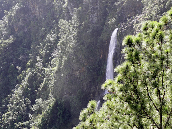 Caribbean Pine | Project Noah