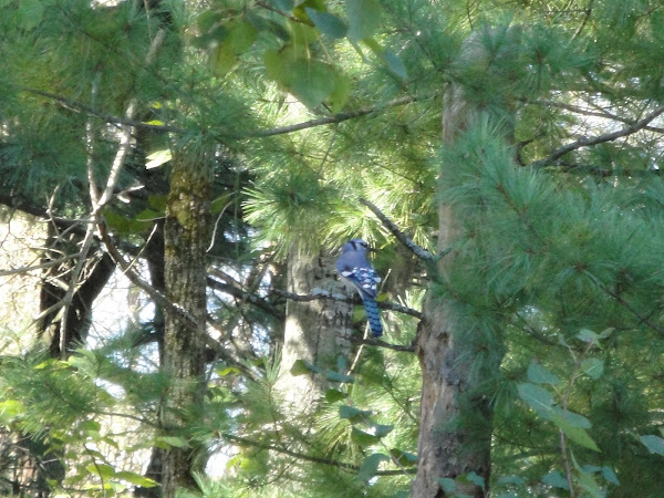 Blue Jay | Project Noah