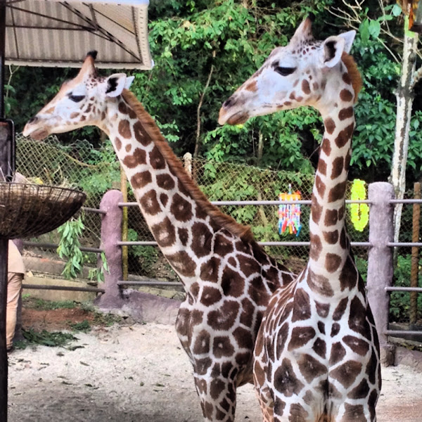 Giraffe | Project Noah