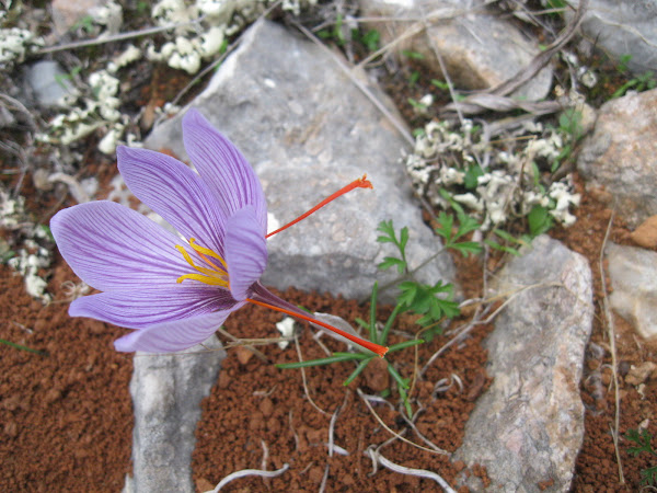 Crocus cartwrightianus | Project Noah