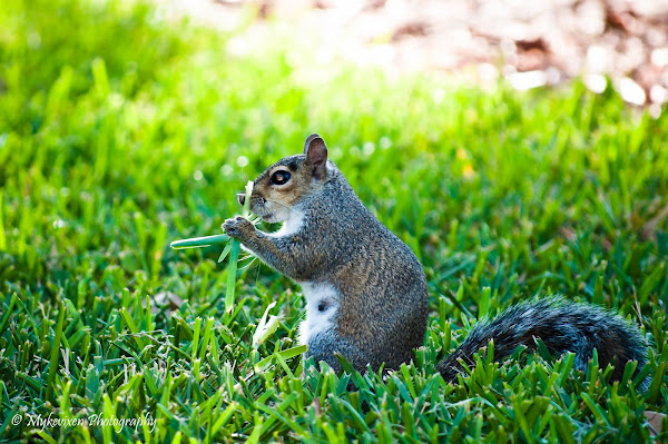 Eastern Gray squirrel | Project Noah