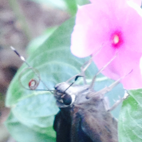 Grass Demon | Project Noah