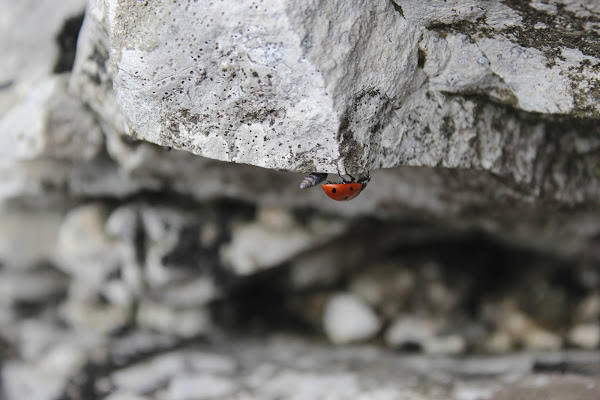 Coccinella comune (Ladybug) | Project Noah