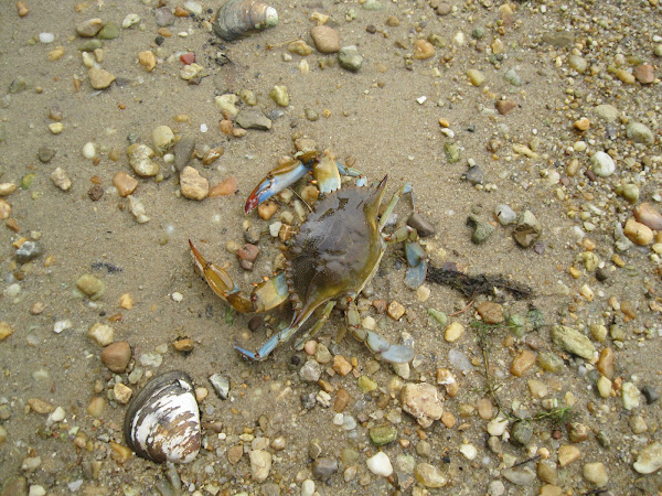 Chesapeake Blue Crab | Project Noah