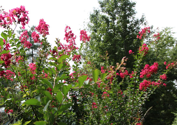 Crape Myrtle | Project Noah