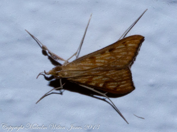 Sesame Leafroller | Project Noah