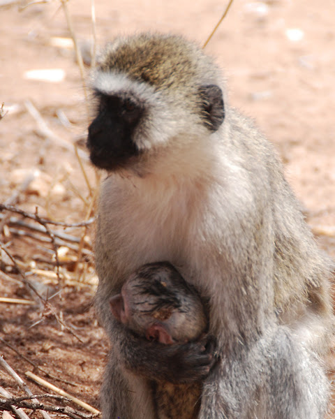 Vervet Monkey | Project Noah