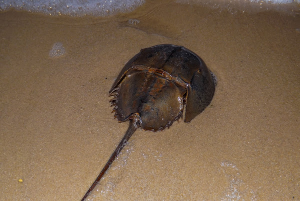 Atlantic Horseshoe Crab | Project Noah