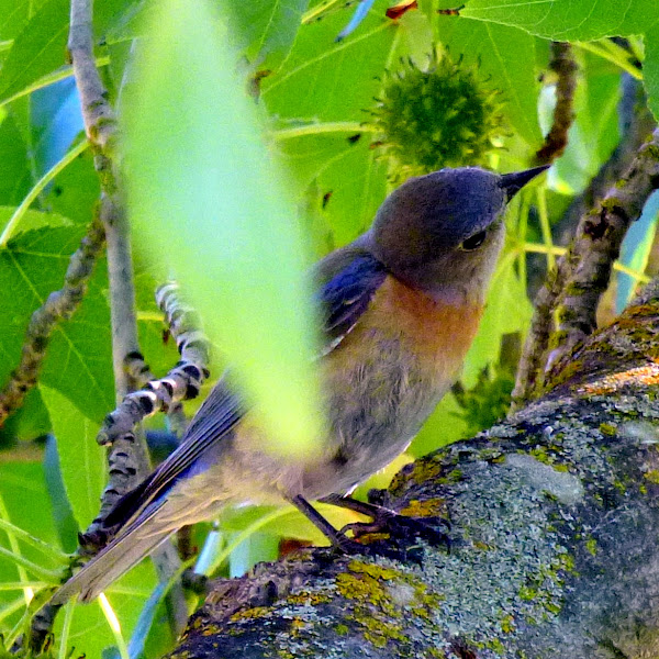 Blue Bird | Project Noah