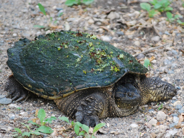 Common Snapping Turtle | Project Noah