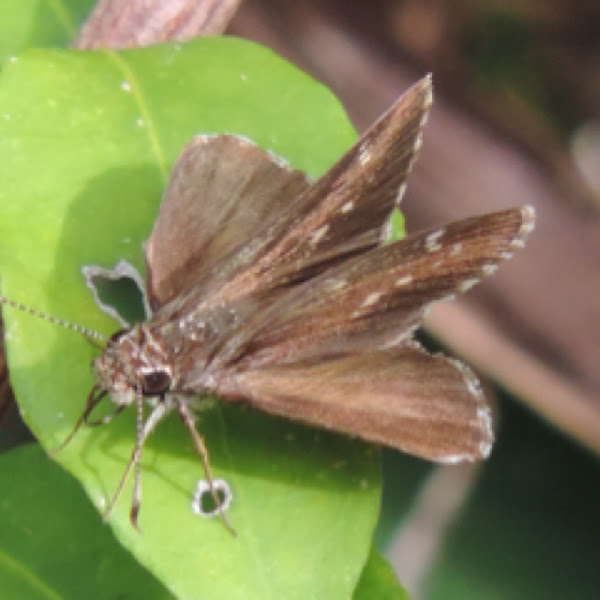 Eufala Skipper | Project Noah