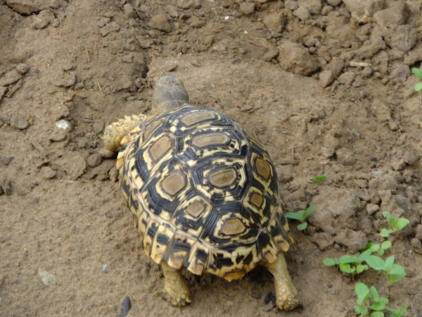 Leopard Tortoise | Project Noah