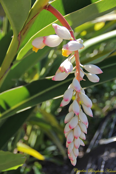 Shell Ginger/Tropical Ginger | Project Noah