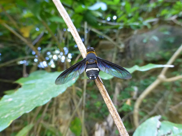 Bee-fly | Project Noah