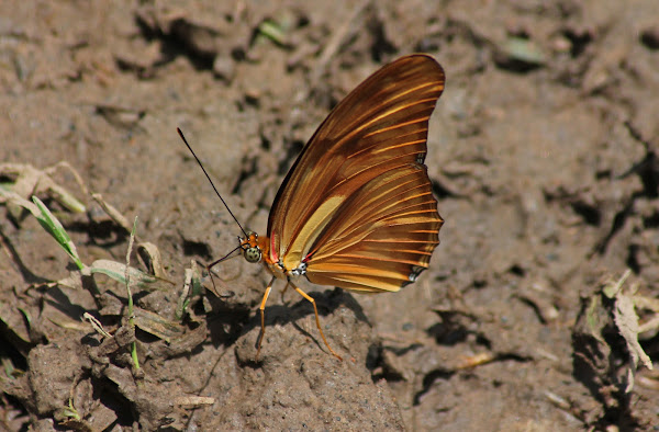 Julia Longwing Butterfly | Project Noah