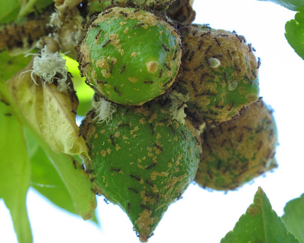 Mealybug Destroyer | Project Noah