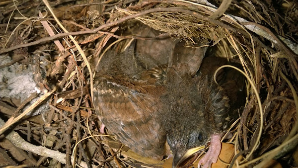 Carolina Wren (chicks) | Project Noah